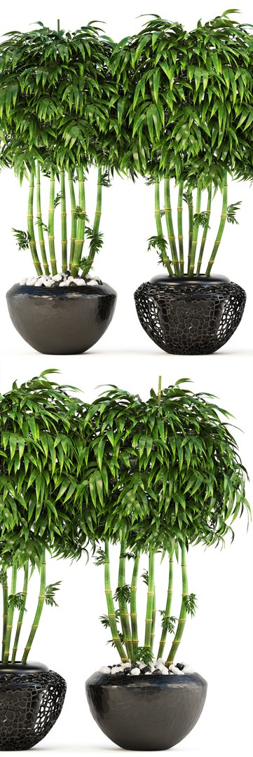 Bamboo Trees Model - TurboSquid 1228664