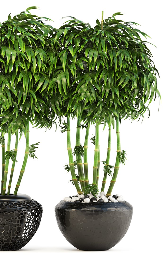 Bamboo Trees Model - TurboSquid 1228664