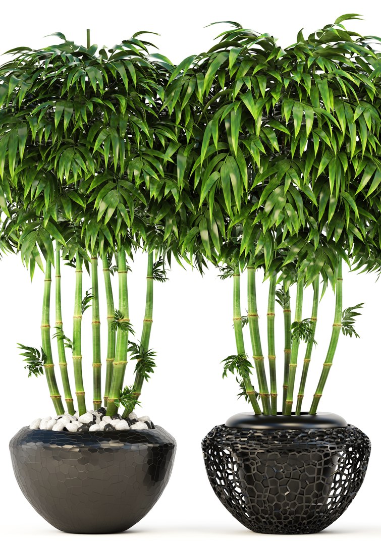 Bamboo Trees Model - TurboSquid 1228664