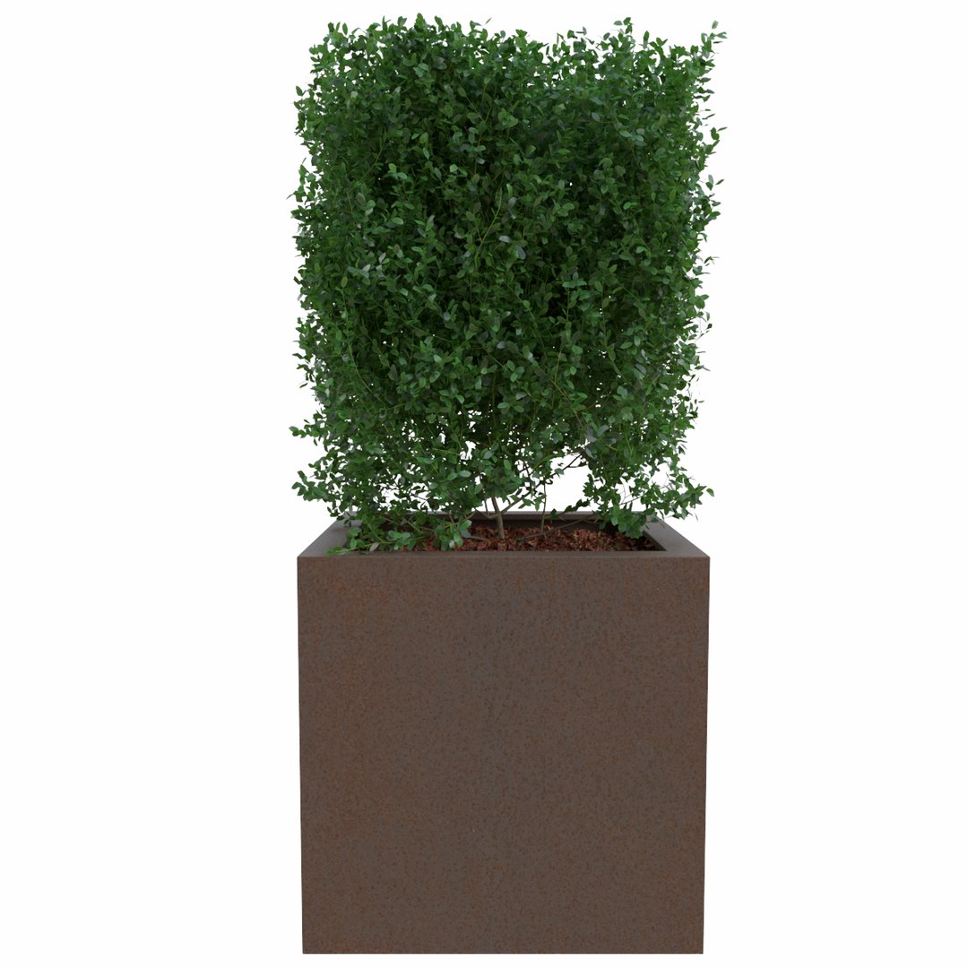 3D Boxtree Buxus Bush Form - TurboSquid 1325454