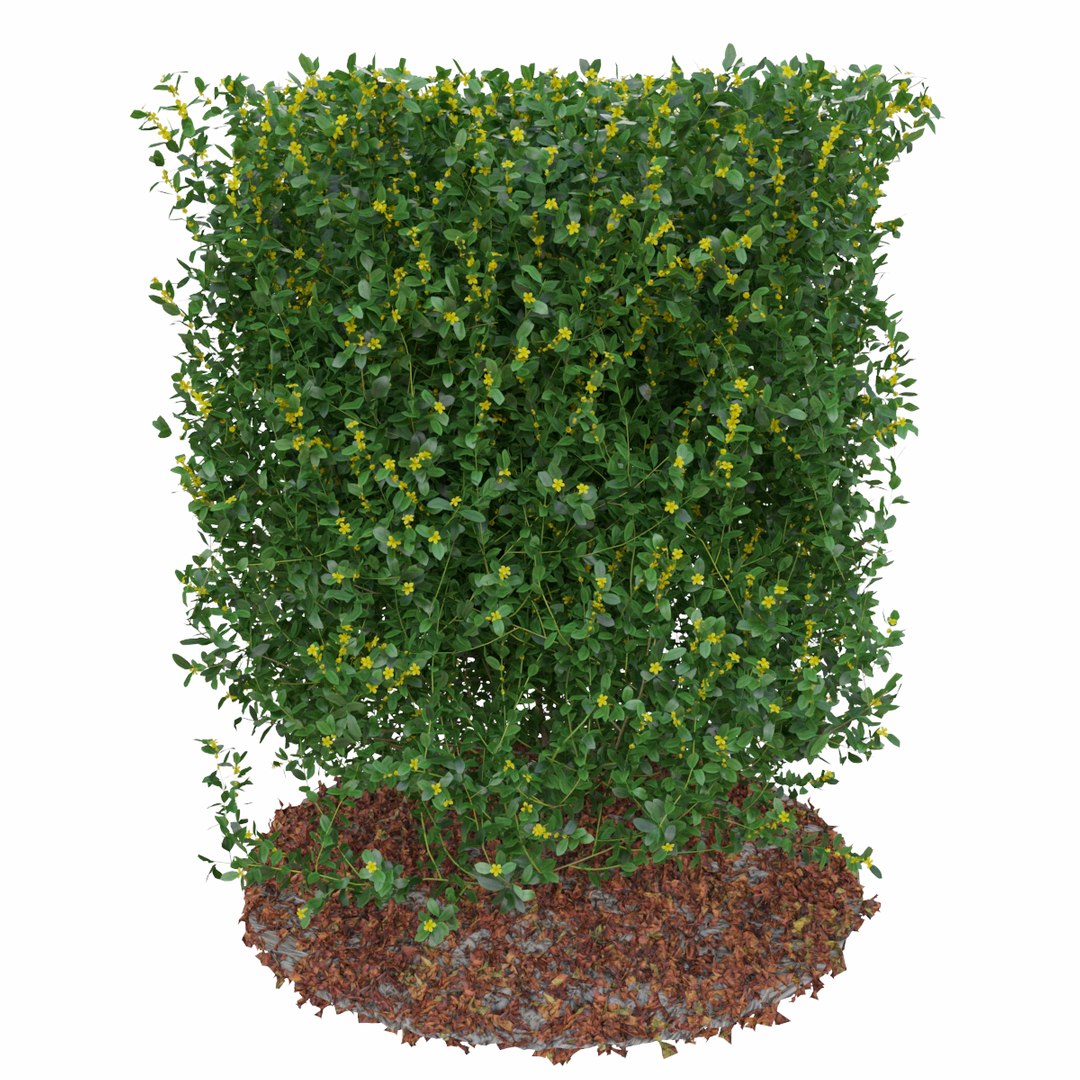 3D Boxtree Buxus Bush Form - TurboSquid 1325454