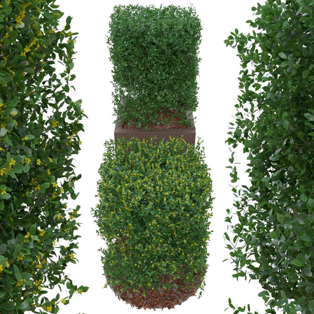 3D Boxtree Buxus Bush Form - TurboSquid 1325454