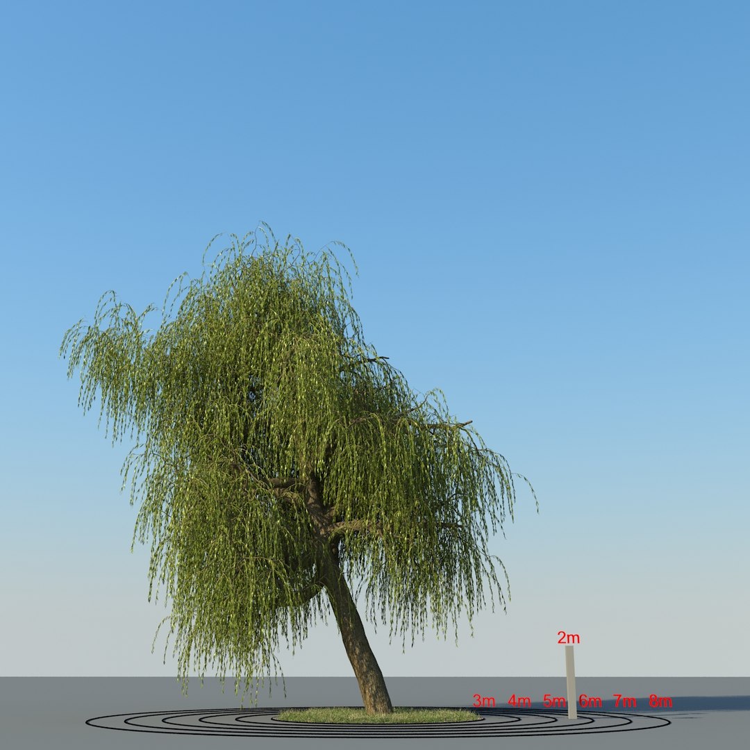 Max Willow Tree