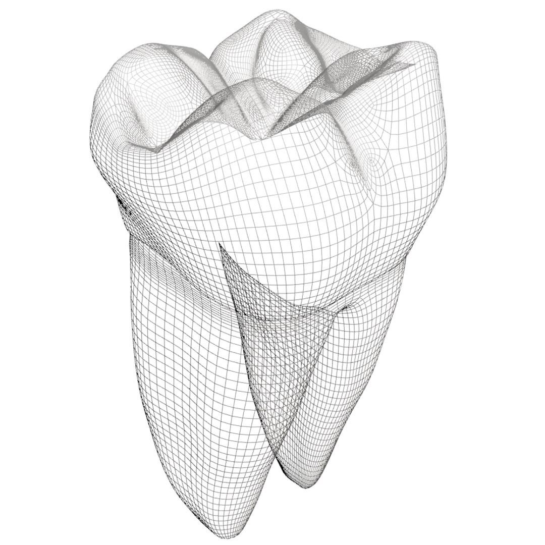 3d Second Molar Model