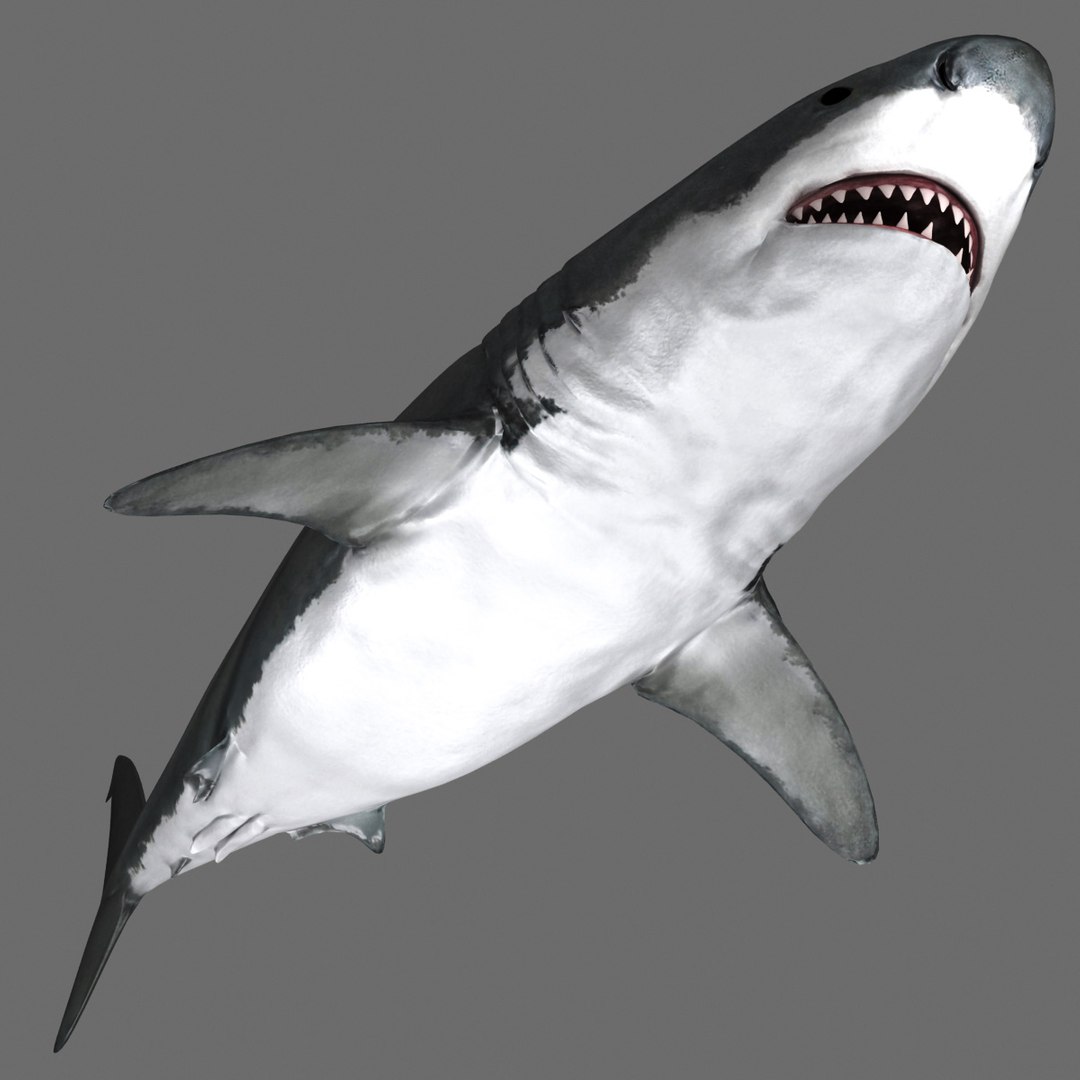 Shark Rigged 3d Model