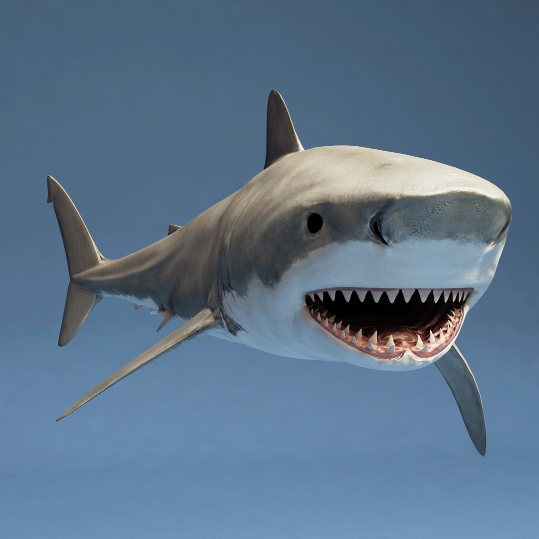 Shark Rigged 3d Model