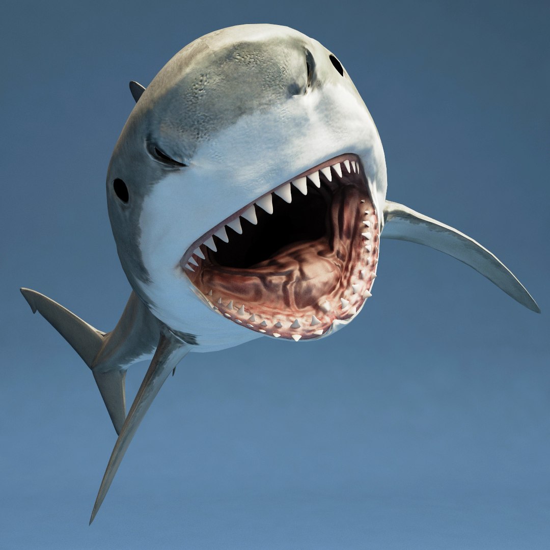 Shark Rigged 3d Model