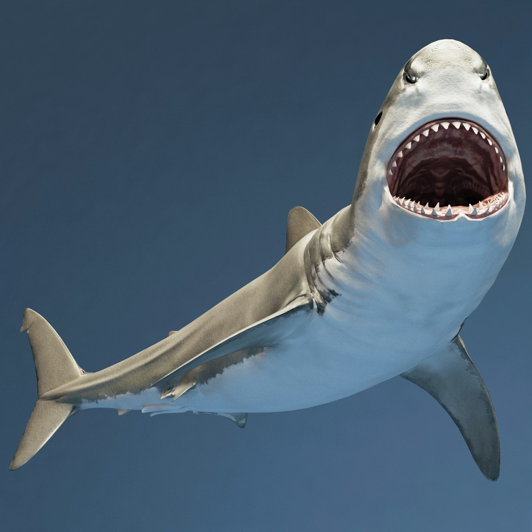 Shark Rigged 3d Model