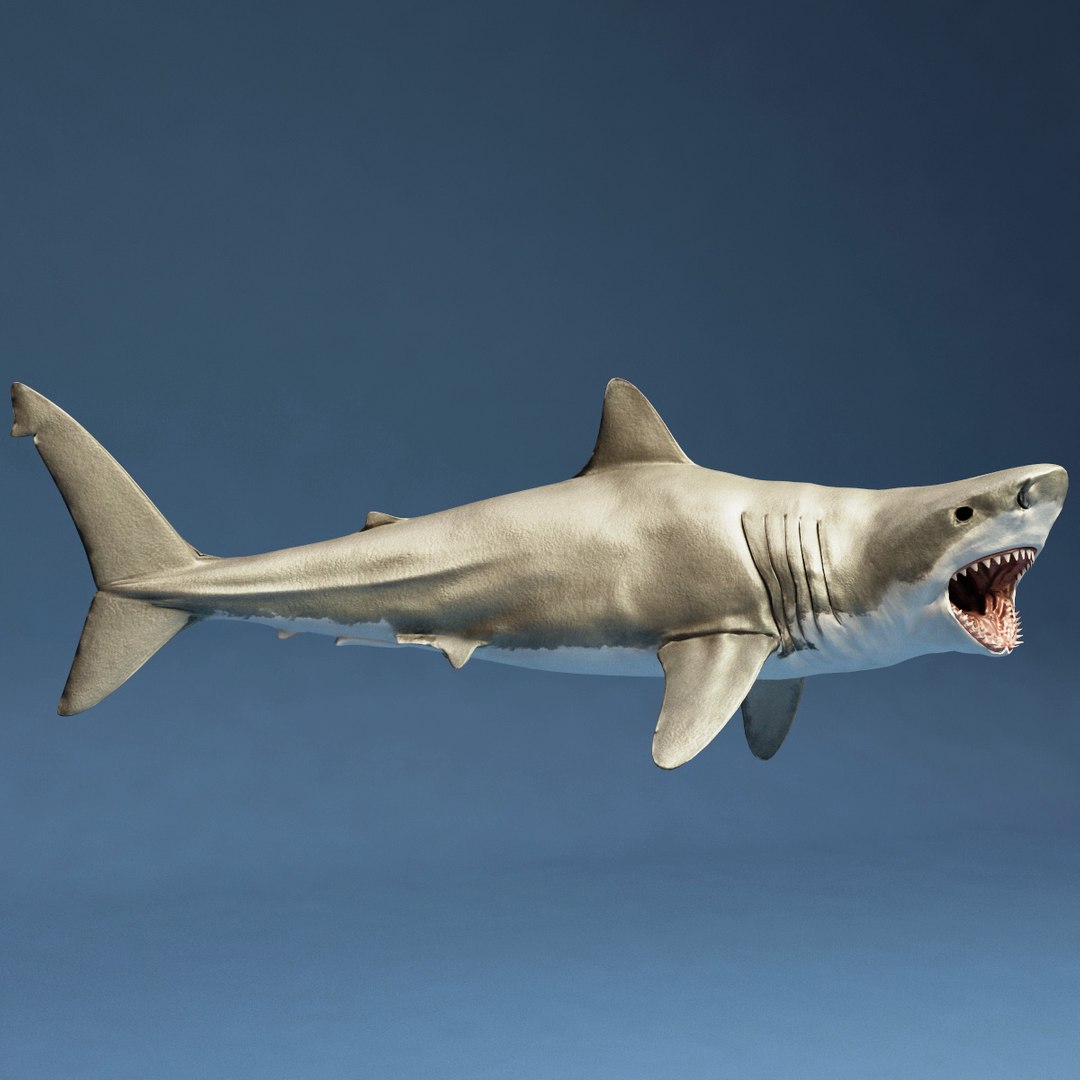Shark Rigged 3d Model