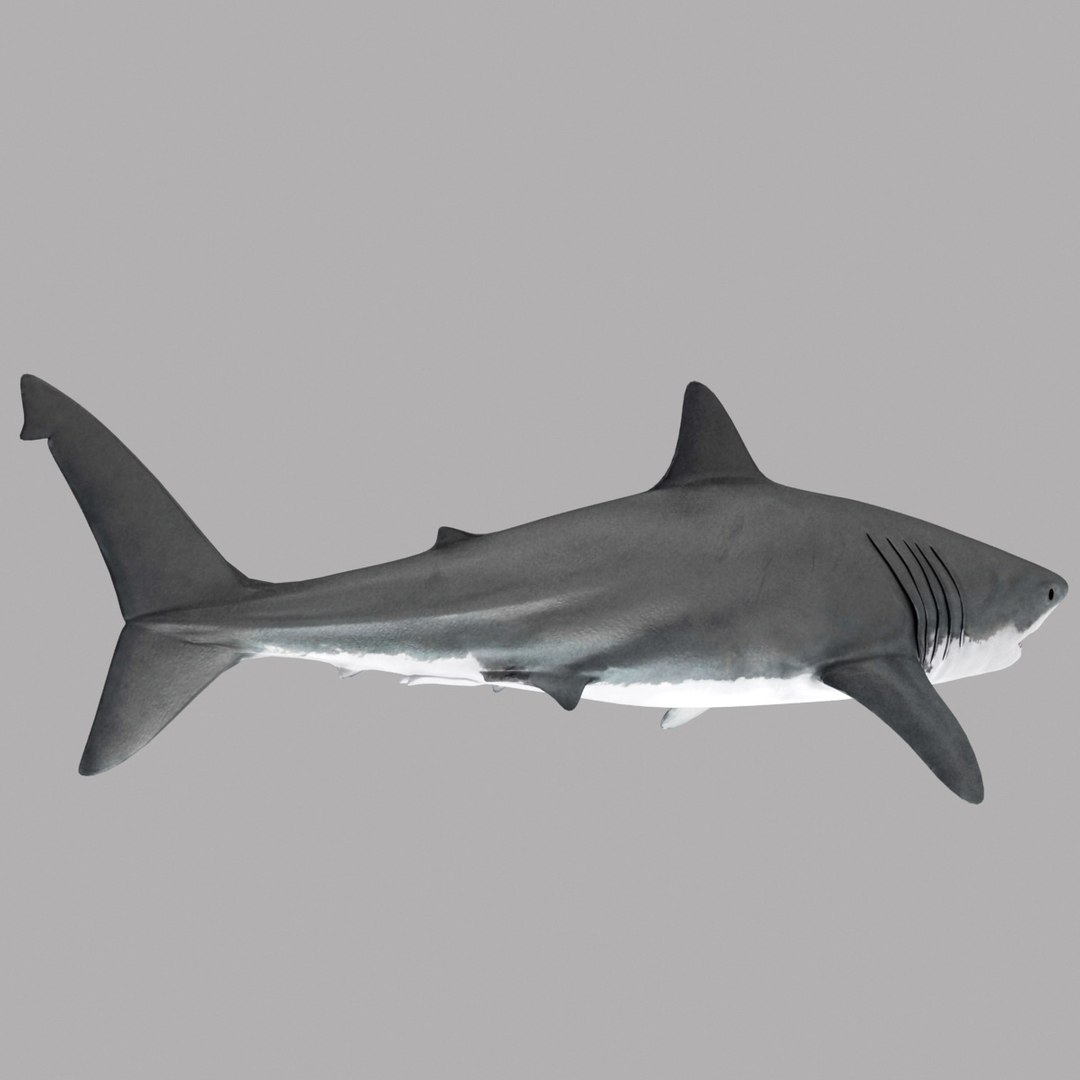 Shark Rigged 3d Model