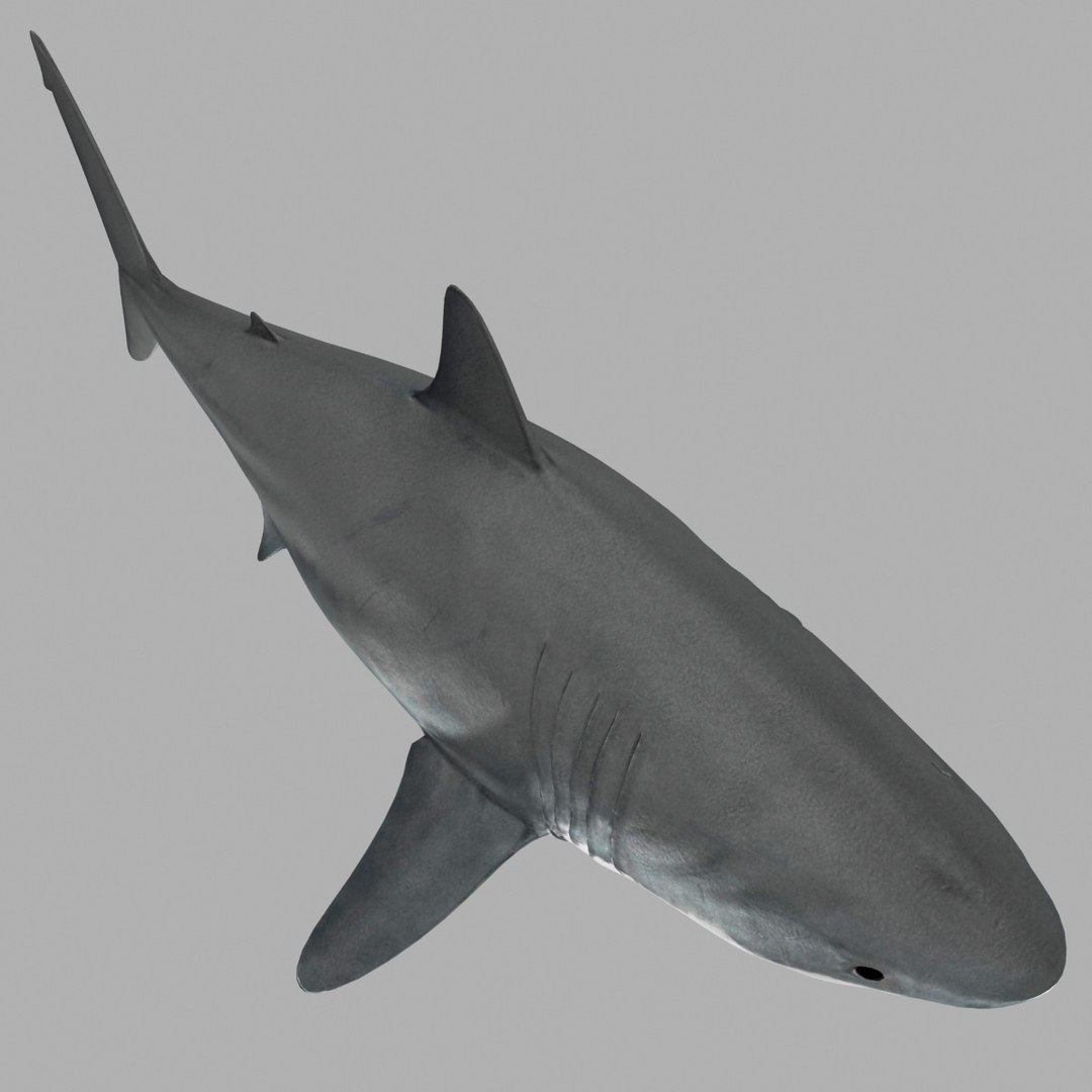 Shark Rigged 3d Model