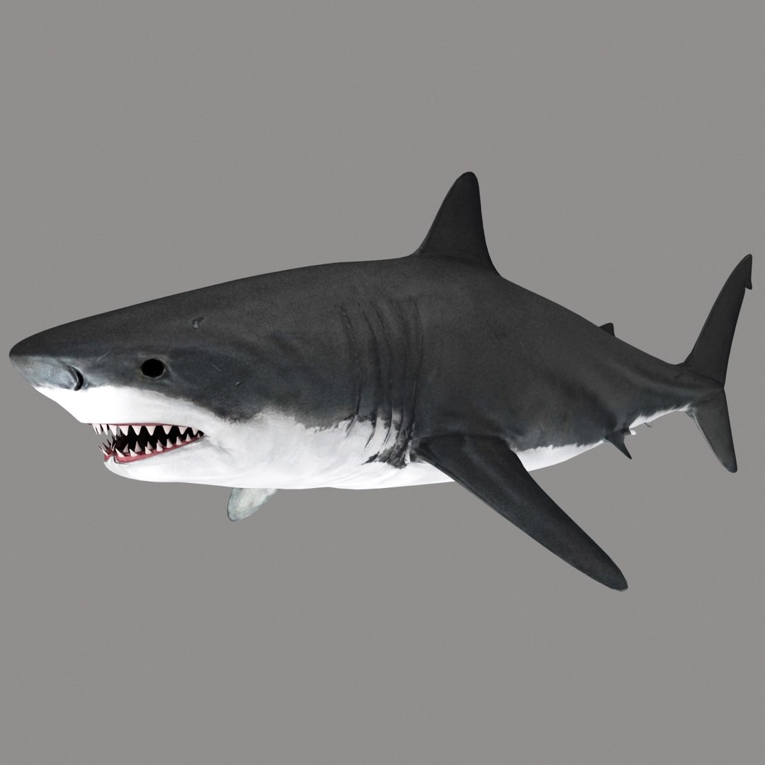Shark Rigged 3d Model