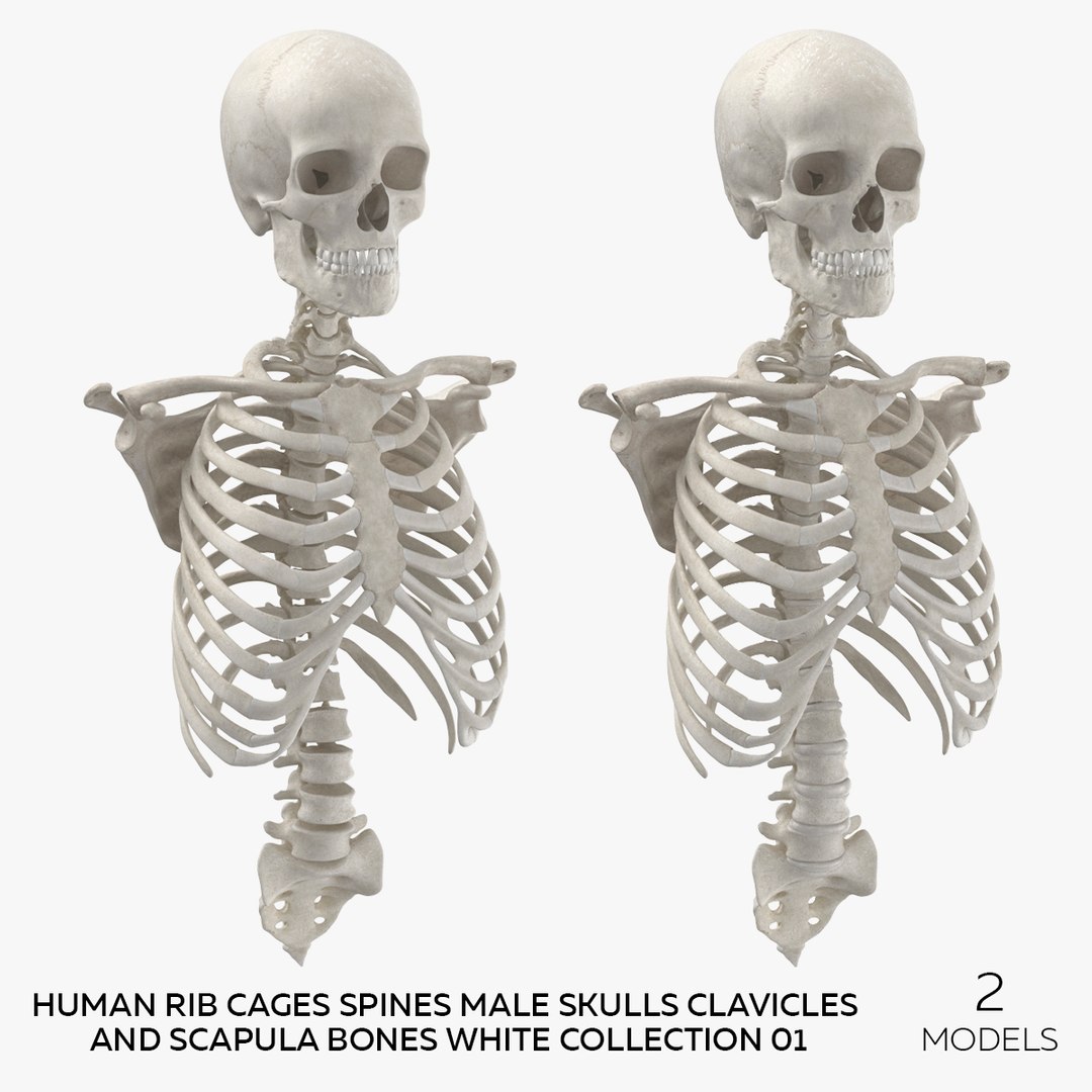 3D Human Rib Cages Spines Male Skulls Clavicles and Scapula Bones White ...