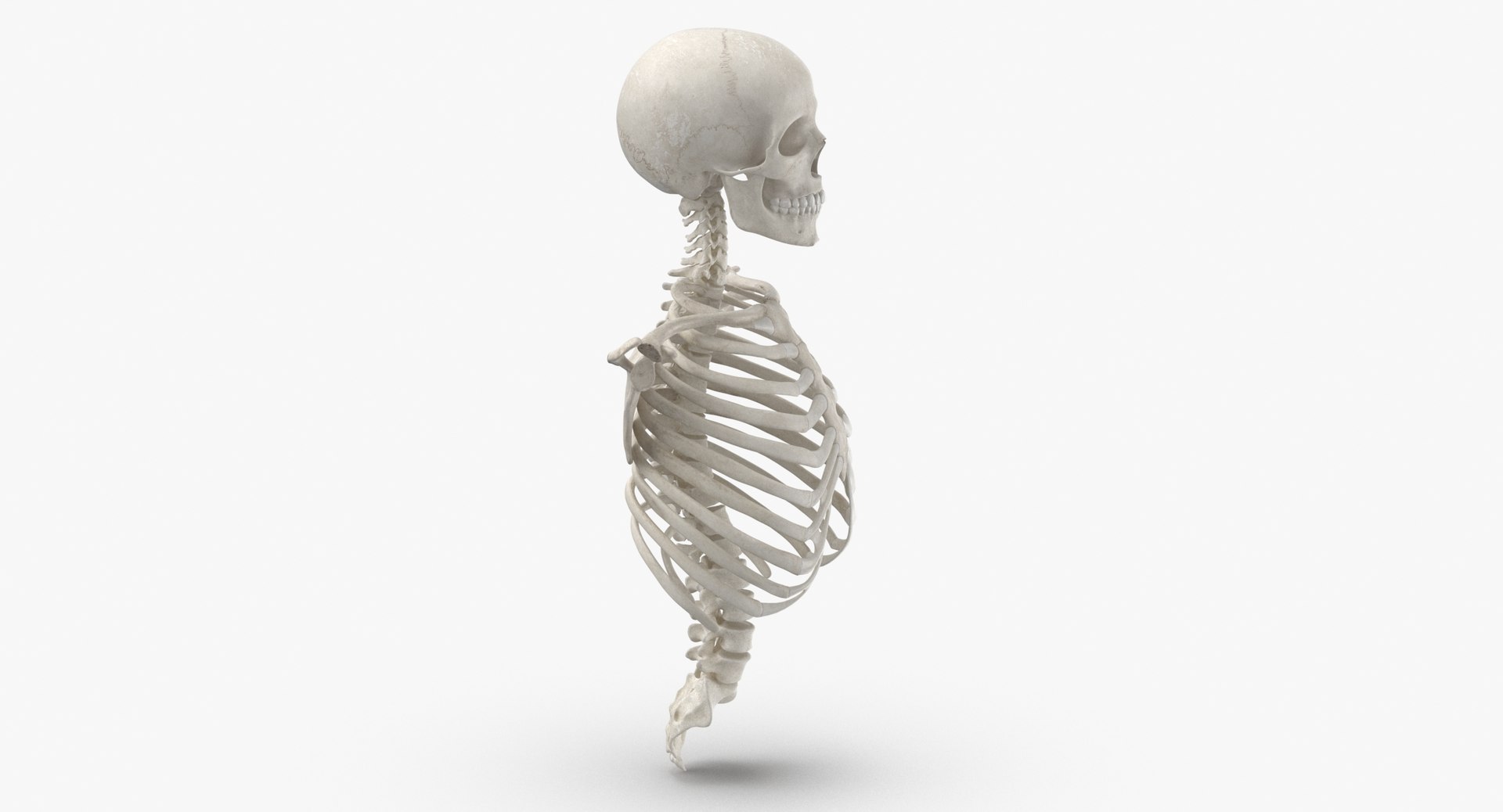 3D Human Rib Cages Spines Male Skulls Clavicles and Scapula Bones White Collection 01 - 2 models ...