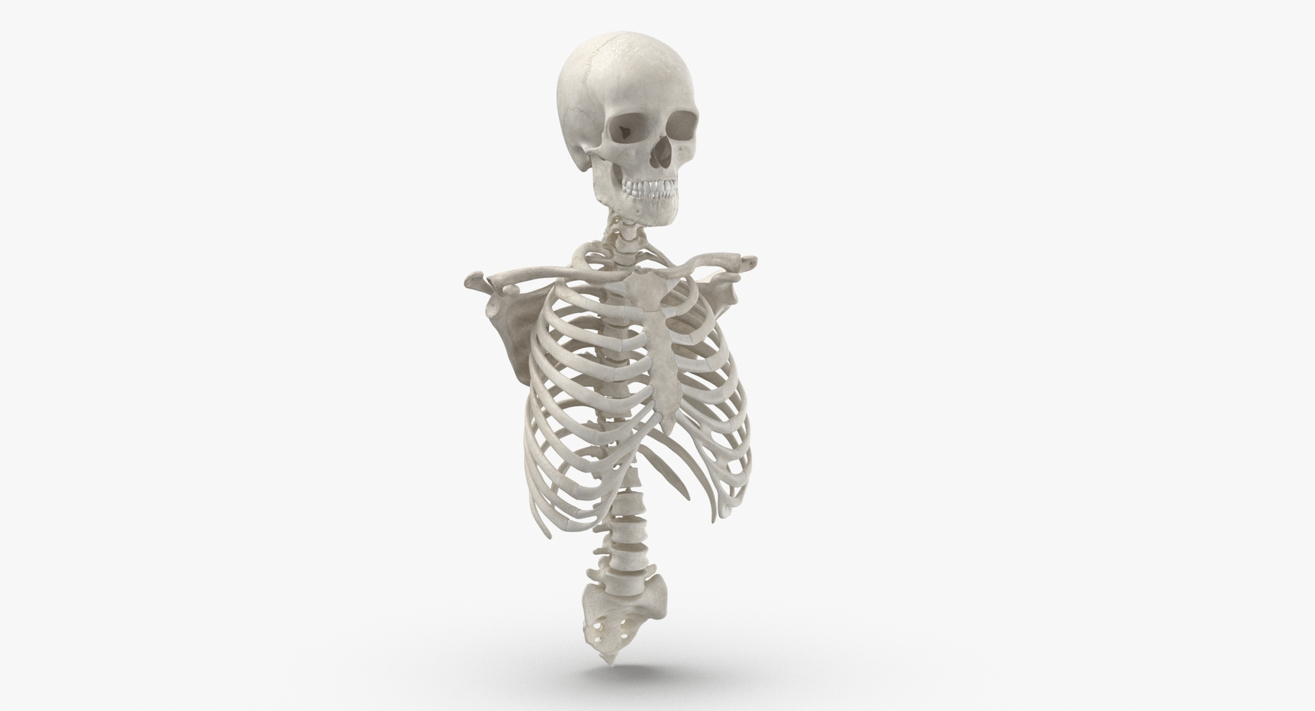 3D Human Rib Cages Spines Male Skulls Clavicles and Scapula Bones White ...