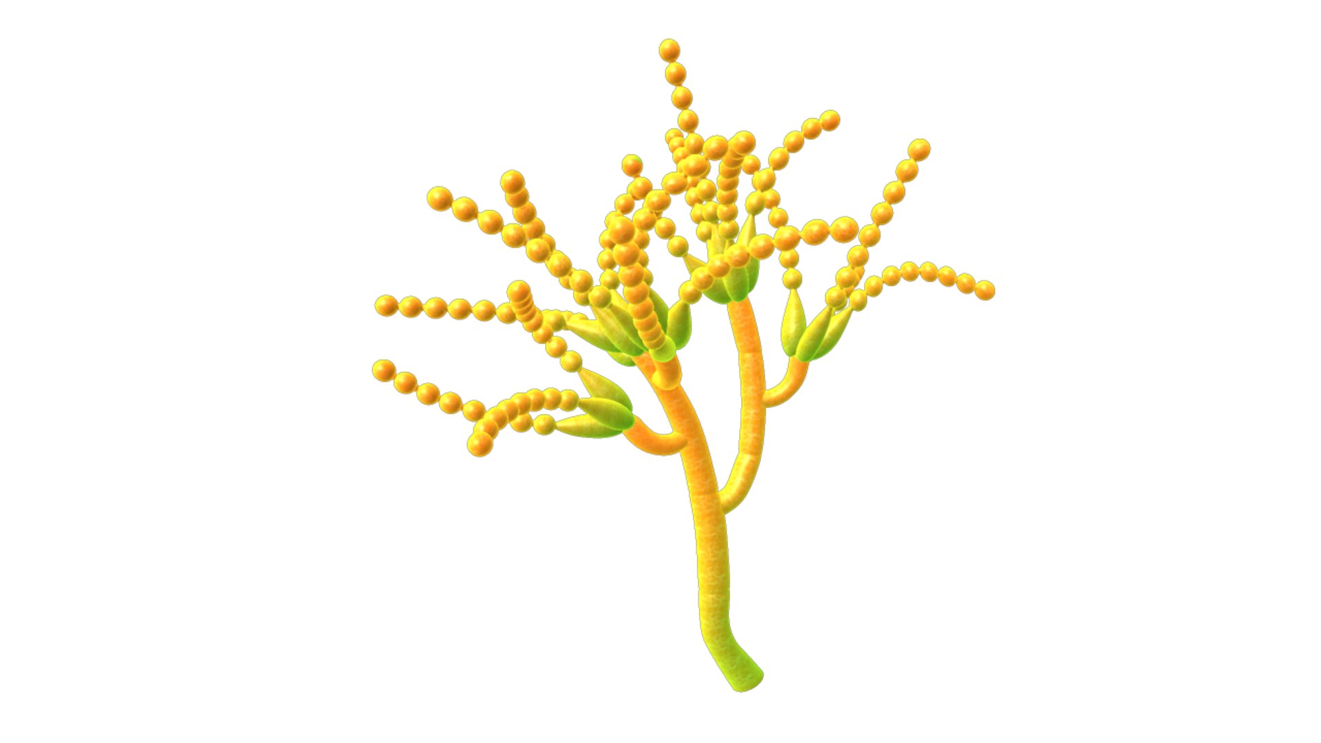 3d Model Conidia