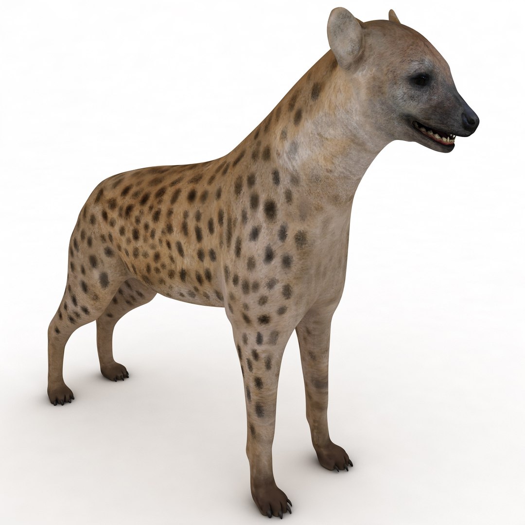 hyena animal modelled 3d model