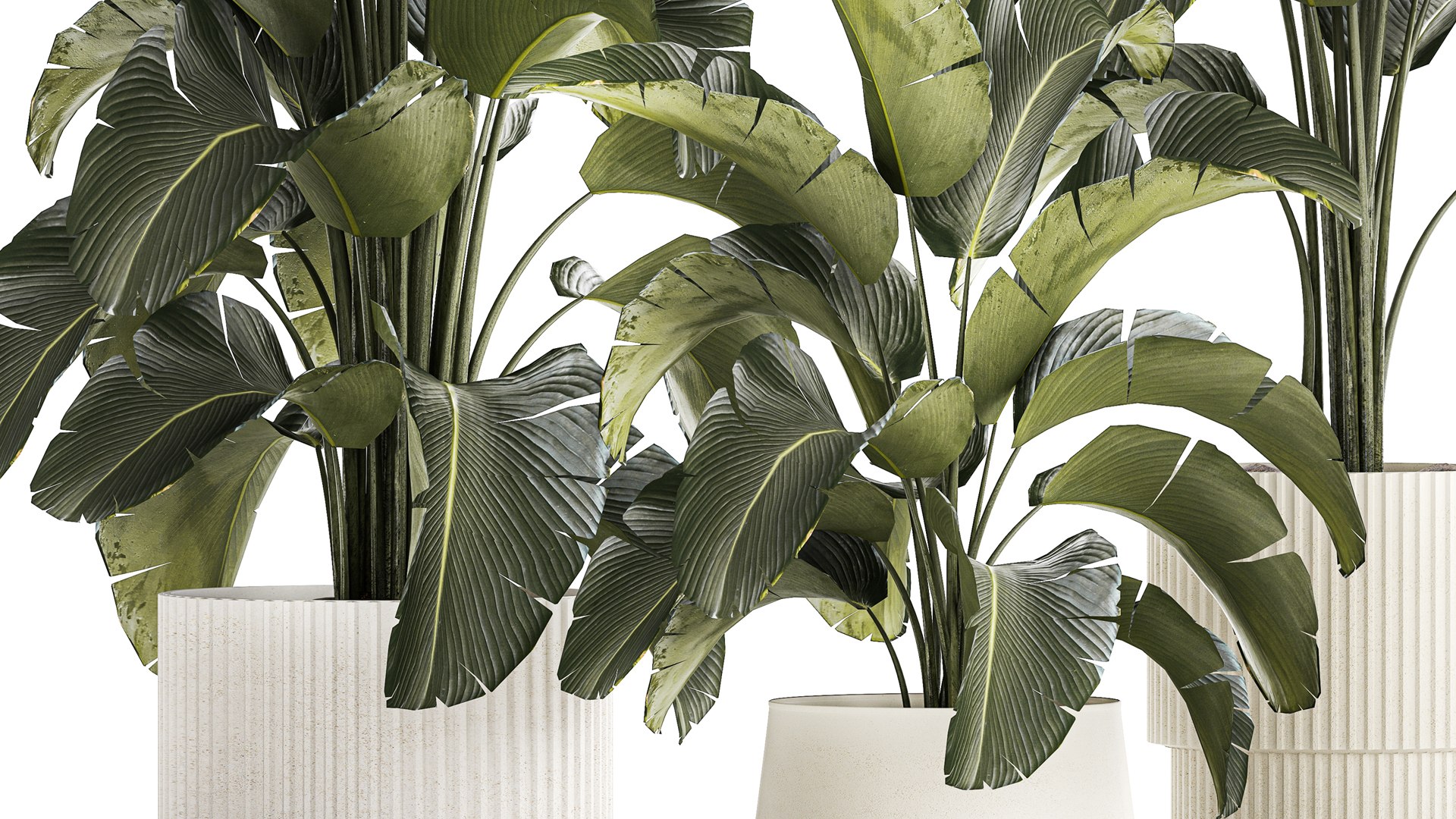 Beautiful Strelitzia Bush Plants In A Flower Pot 1318 Model ...