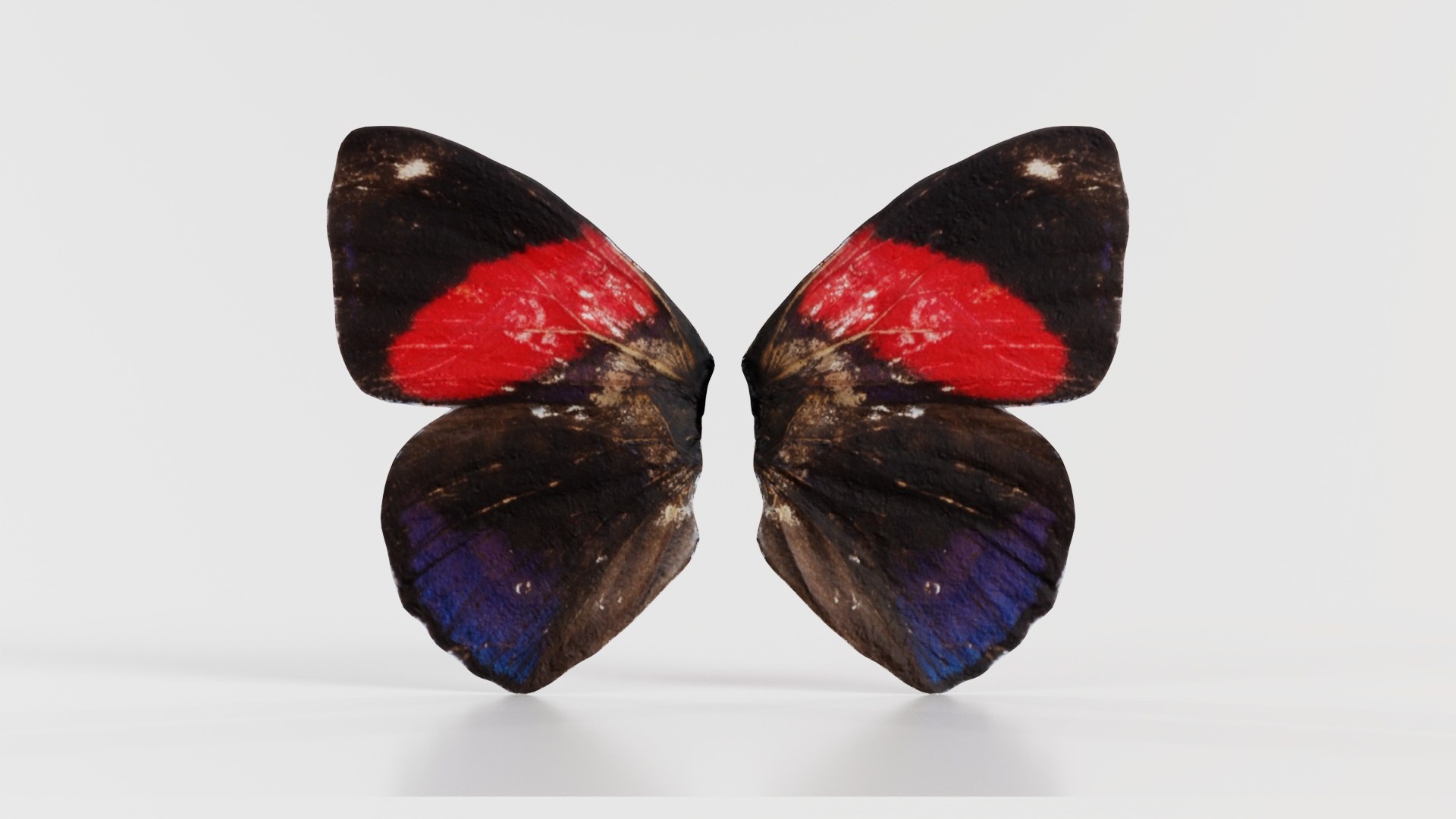 Red Lacewing Cethosia Cyane Remastered 3D Model - TurboSquid 2359889