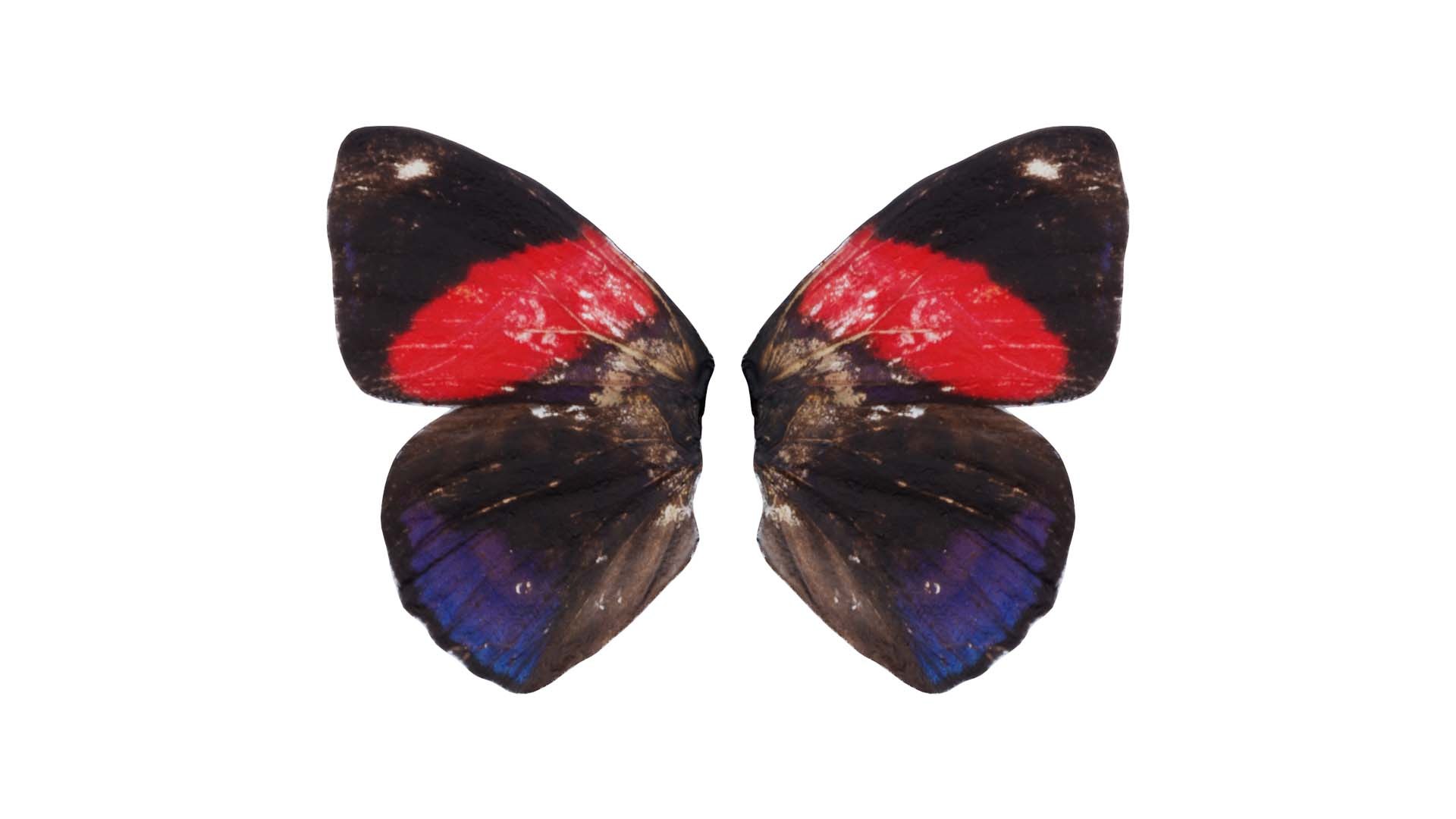 Red Lacewing Cethosia Cyane Remastered 3D Model - TurboSquid 2359889