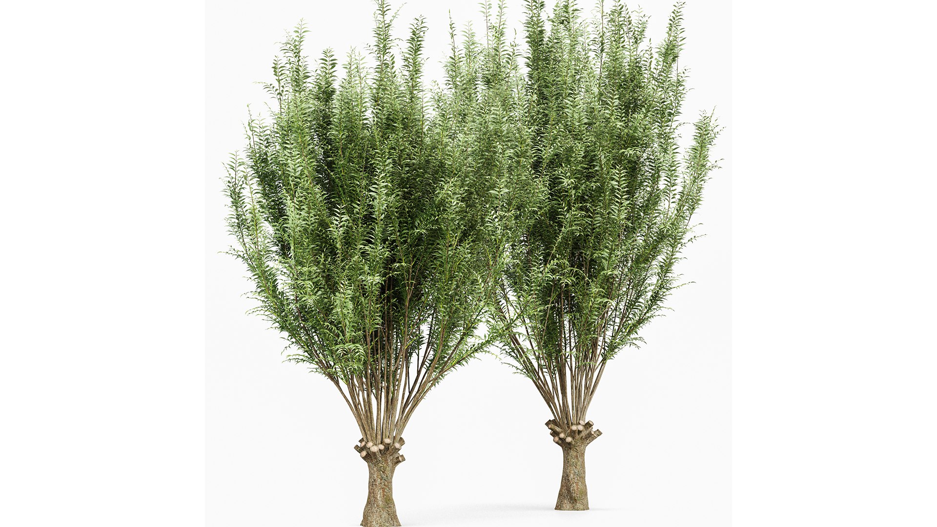 3D Pollard Willow 4trees - TurboSquid 2254632