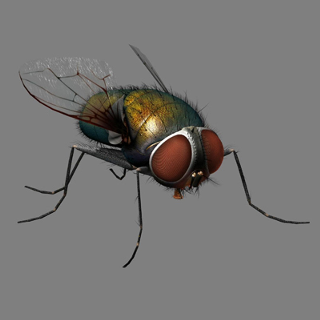 Blue Bottol Fly 3d Model