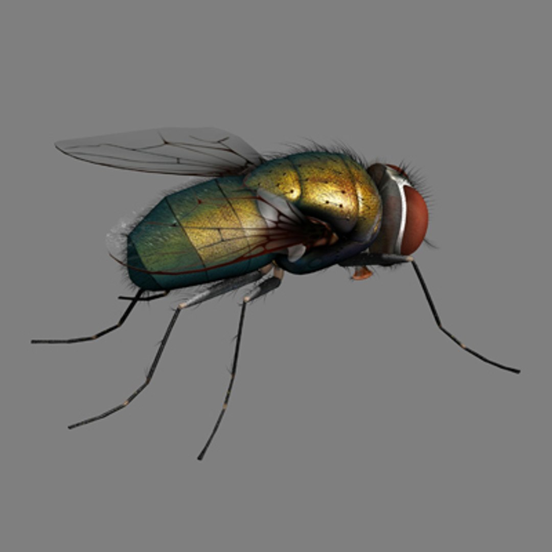 Blue Bottol Fly 3d Model