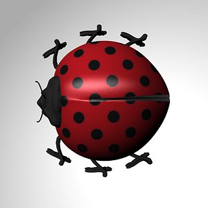Free Ladybug 3D Models for Download | TurboSquid
