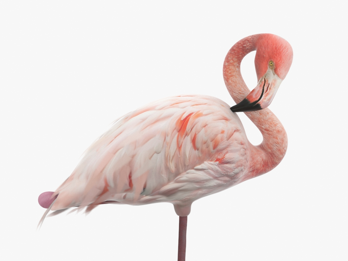 3d model flamingo pink white
