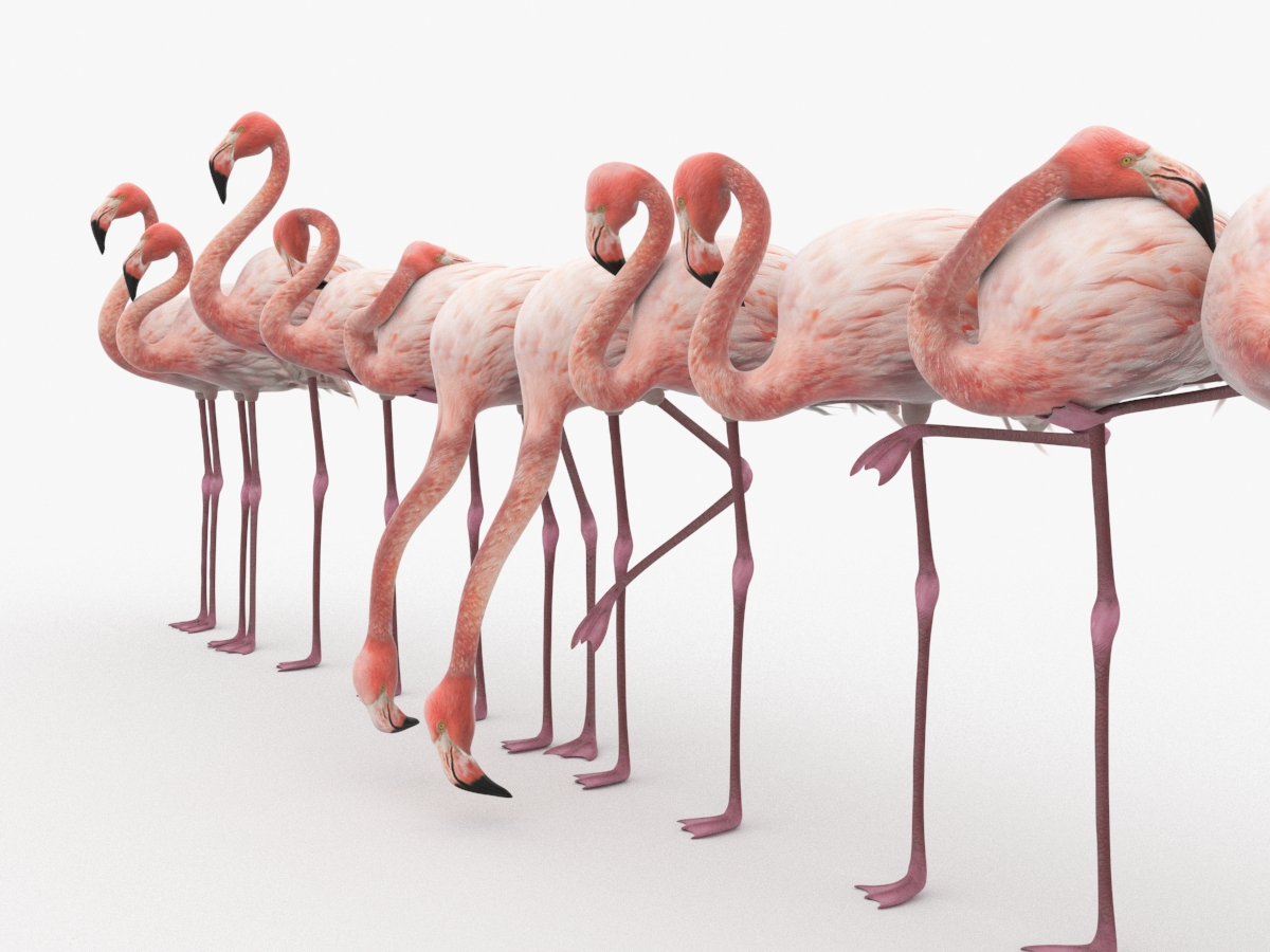 3d model flamingo pink white