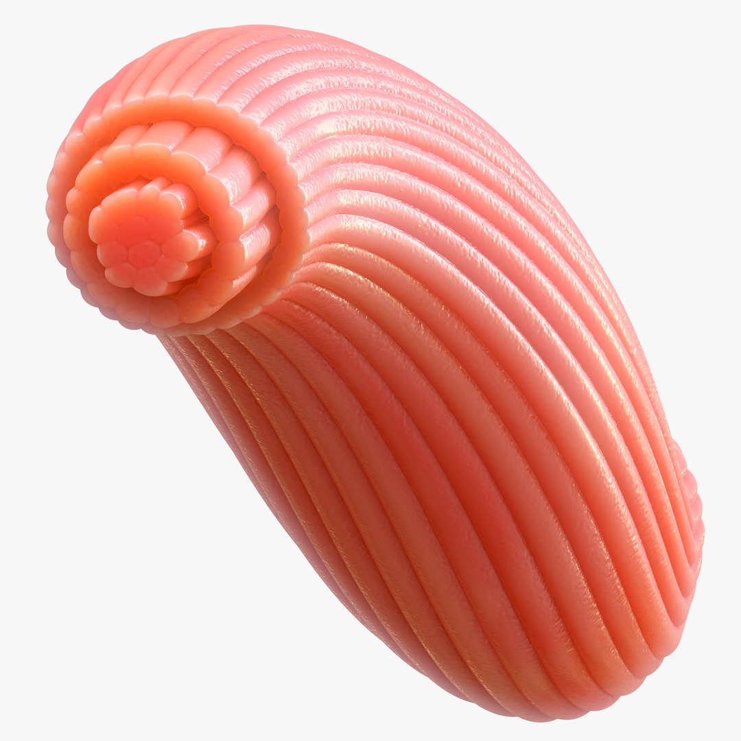 3D Skeletal Muscle Fiber Cross Section Anatomy - TurboSquid 2050634