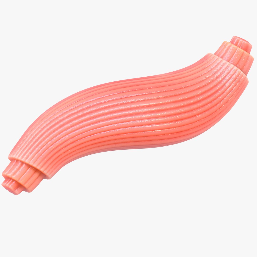 3D Skeletal Muscle Fiber Cross Section Anatomy - TurboSquid 2050634