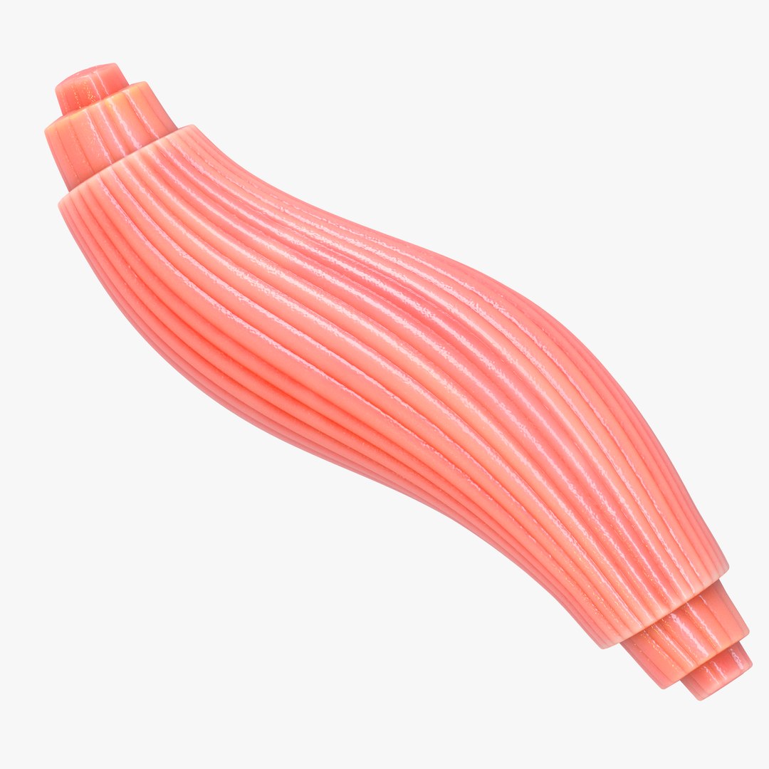 3D Skeletal Muscle Fiber Cross Section Anatomy - TurboSquid 2050634