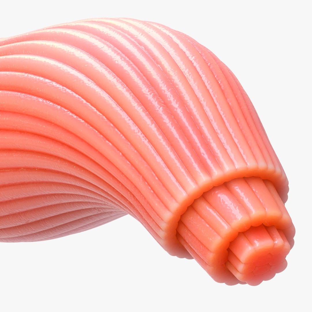 3D Skeletal Muscle Fiber Cross Section Anatomy - TurboSquid 2050634