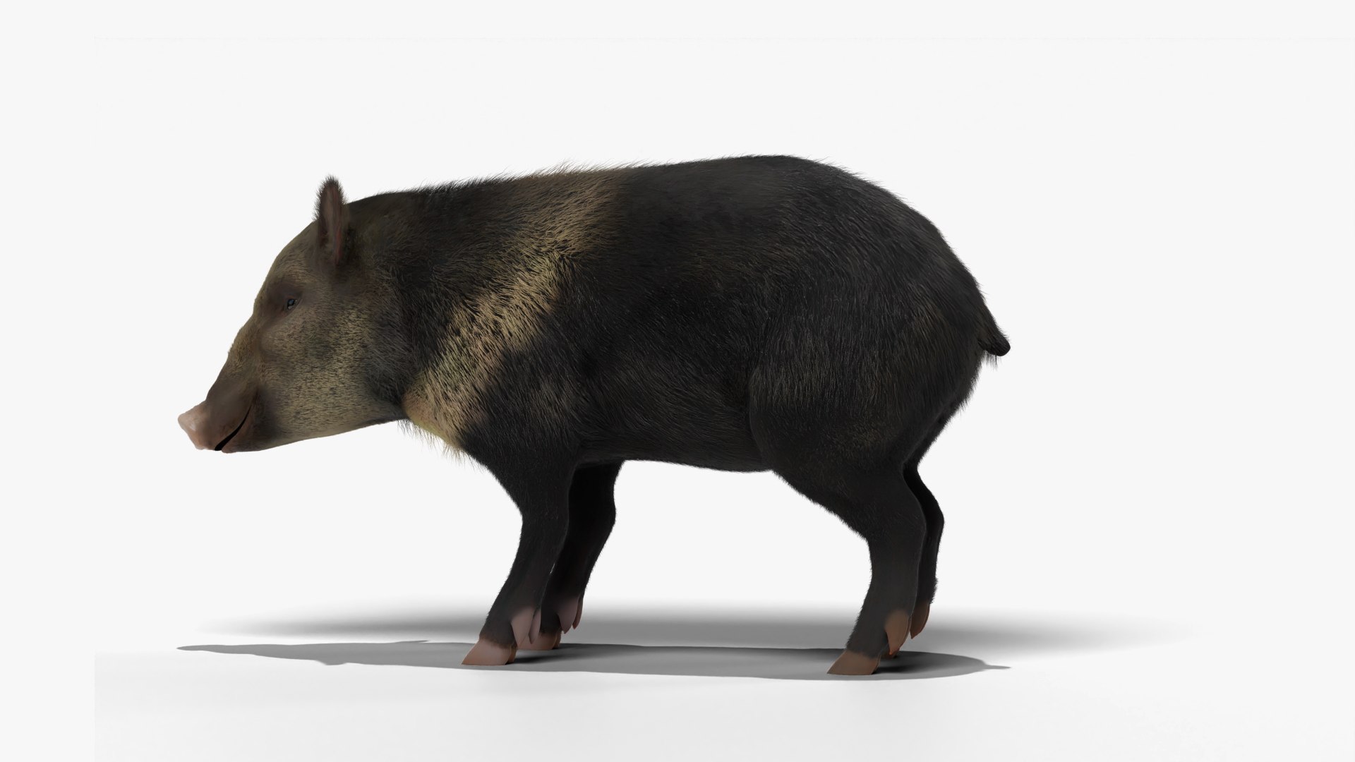 3D Peccary American Pig Model - TurboSquid 2147089
