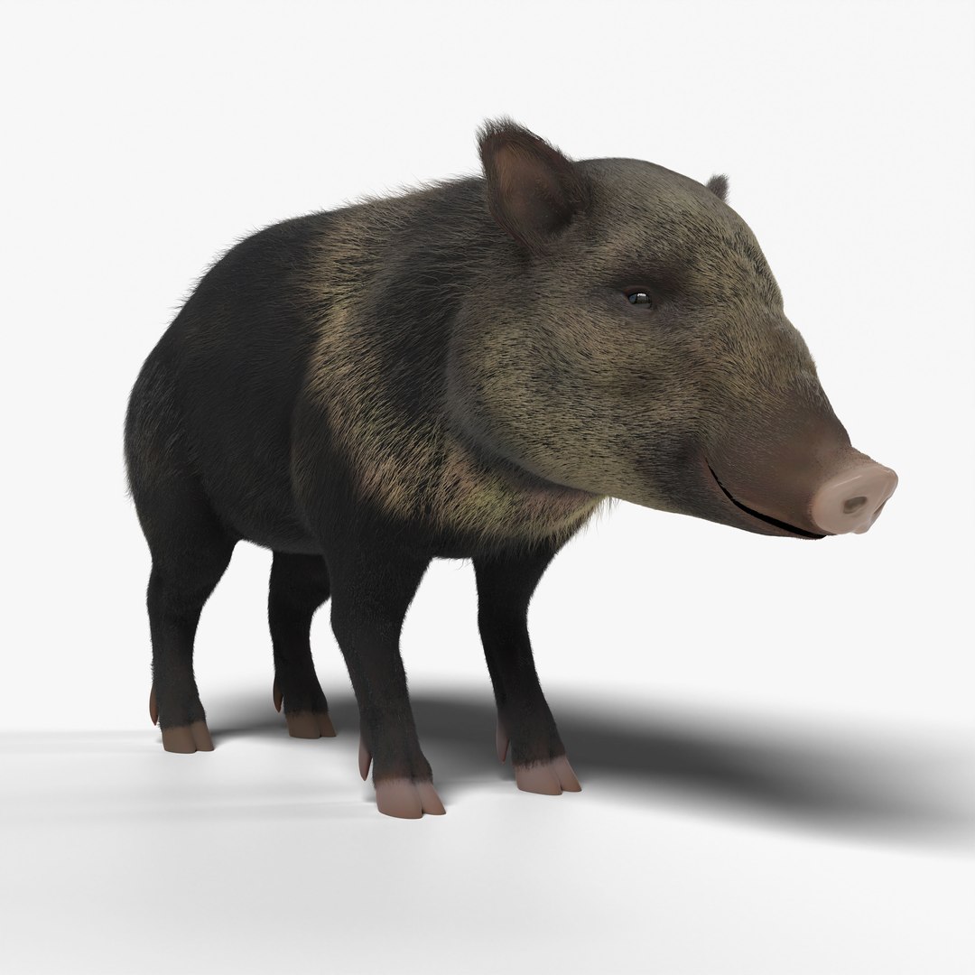 3D Peccary American Pig Model - TurboSquid 2147089