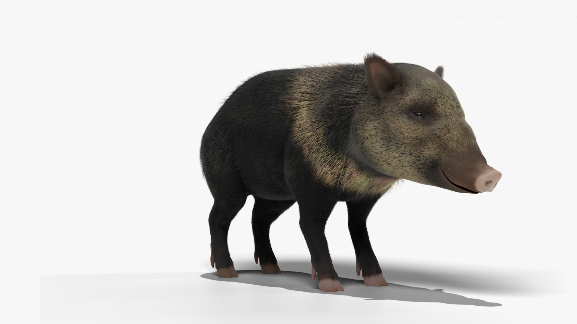 3D Peccary American Pig Model - TurboSquid 2147089