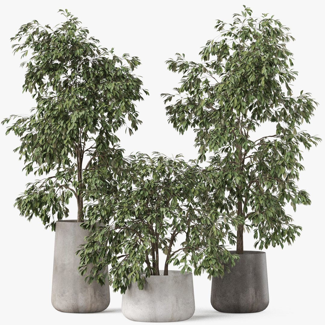 Plants Collection 906 3D Model - TurboSquid 2032657