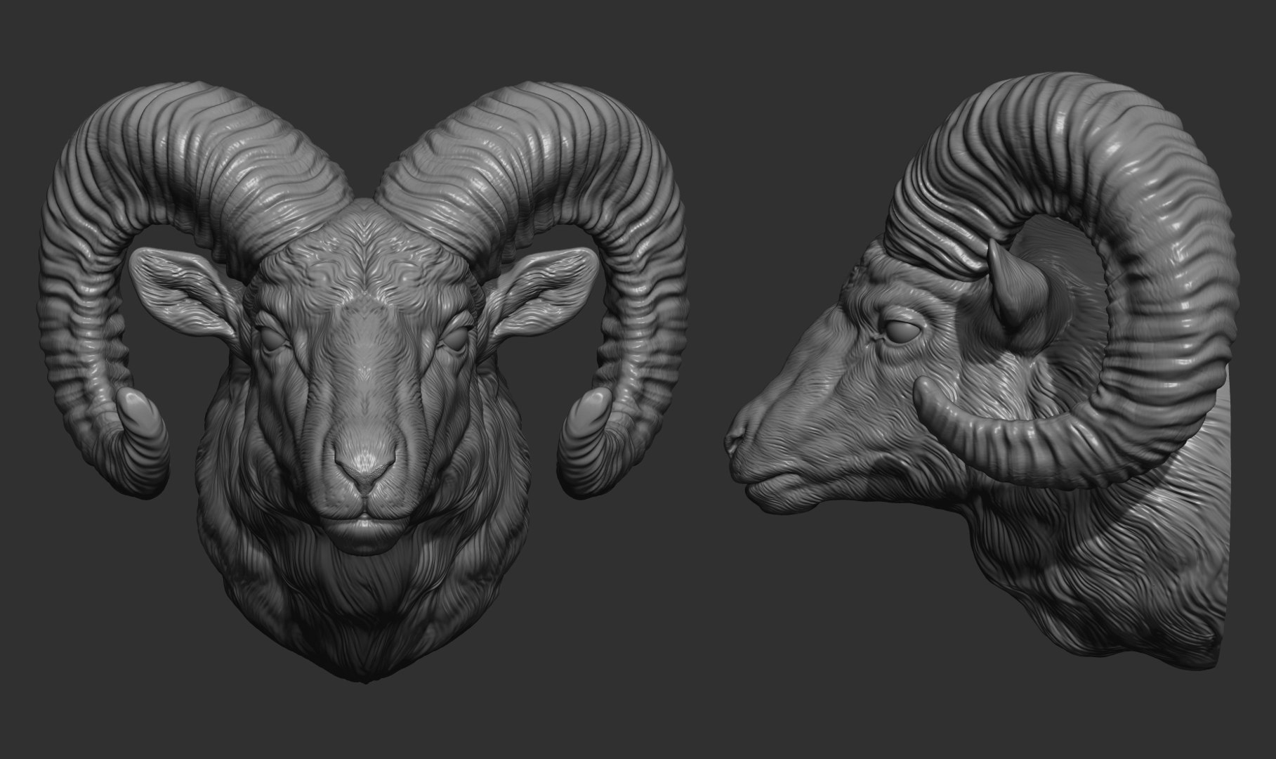 modelo 3d Carnero con grandes cuernos - TurboSquid 1860062