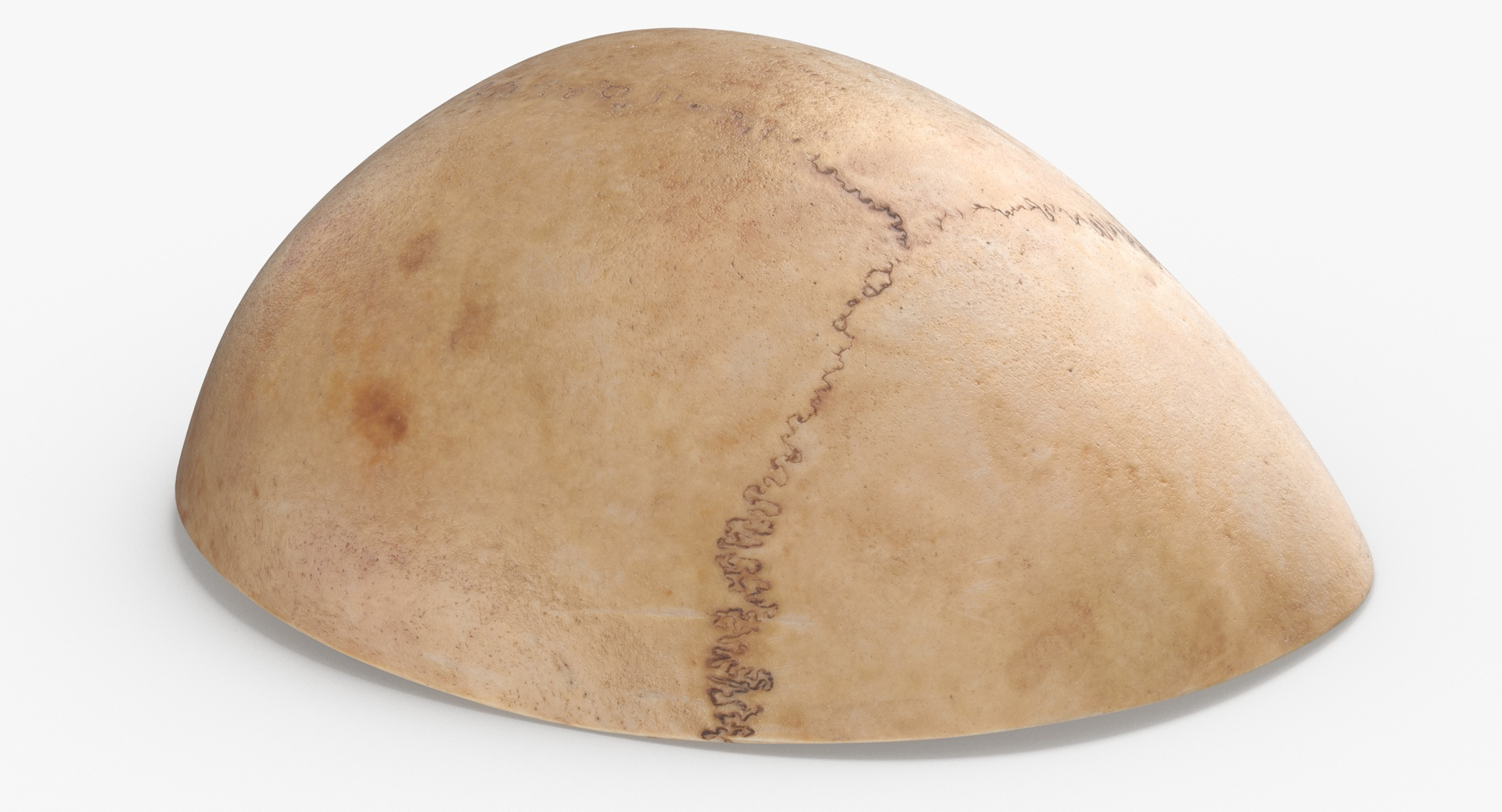 Human Skull Cranial 02 3D Model - TurboSquid 1485192