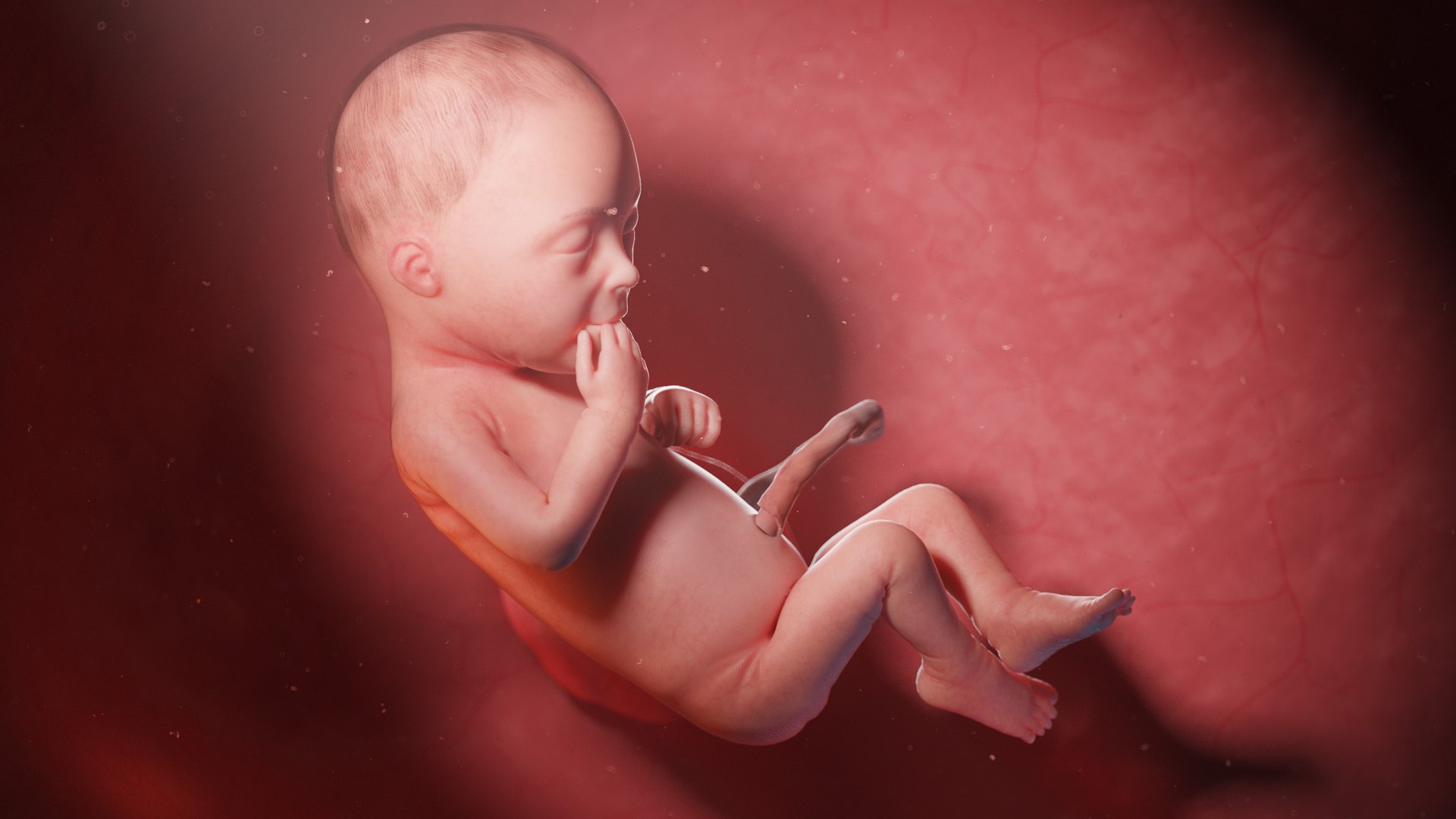 Fetus Anatomy Week 28 Animated model - TurboSquid 1804719