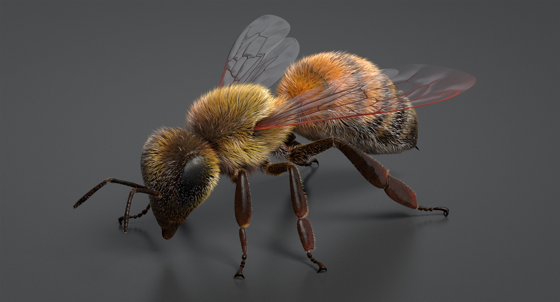 3D Realistic Bee Real - TurboSquid 1375206