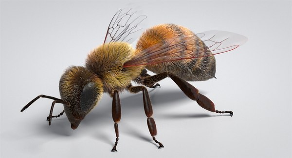 3D realistic bee real - TurboSquid 1375206