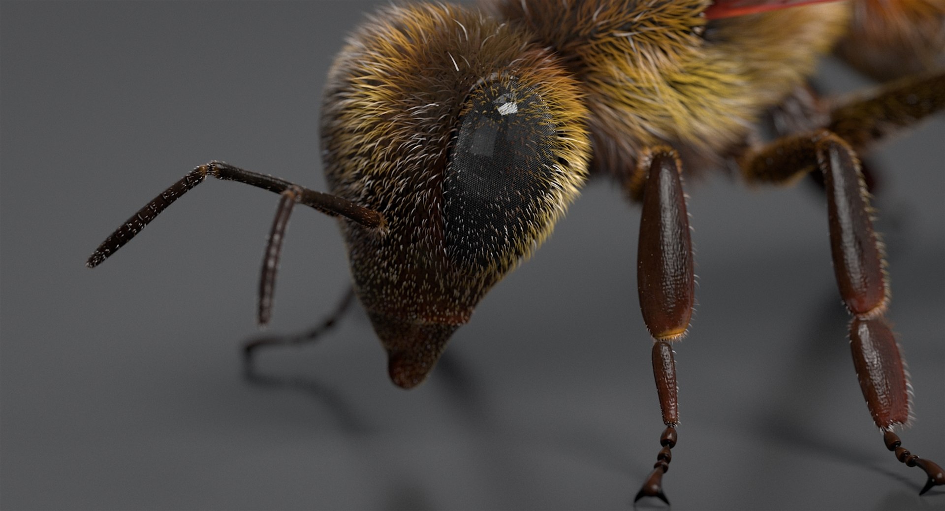 3D Realistic Bee Real - TurboSquid 1375206