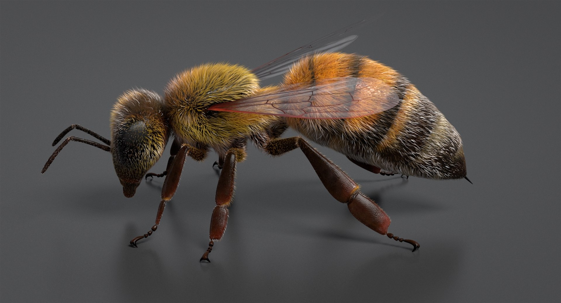 3D Realistic Bee Real - TurboSquid 1375206