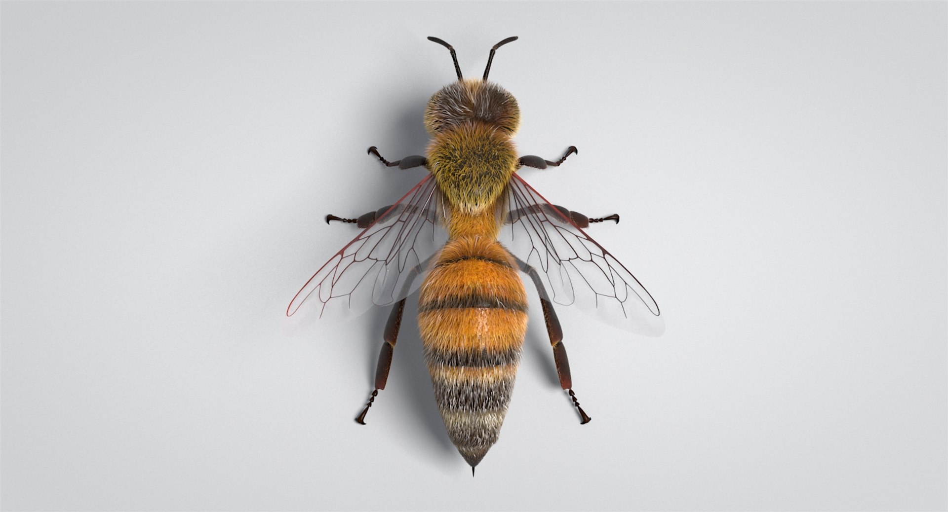 3D Realistic Bee Real - TurboSquid 1375206