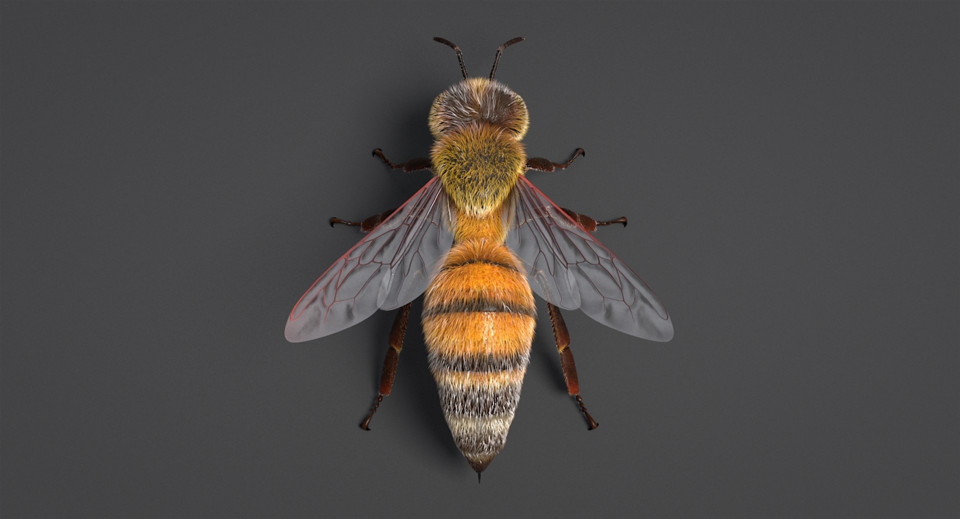3D Realistic Bee Real - TurboSquid 1375206