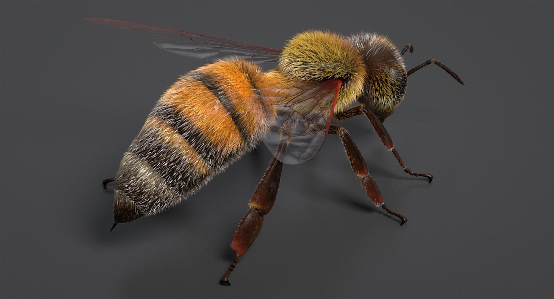 3D Realistic Bee Real - TurboSquid 1375206