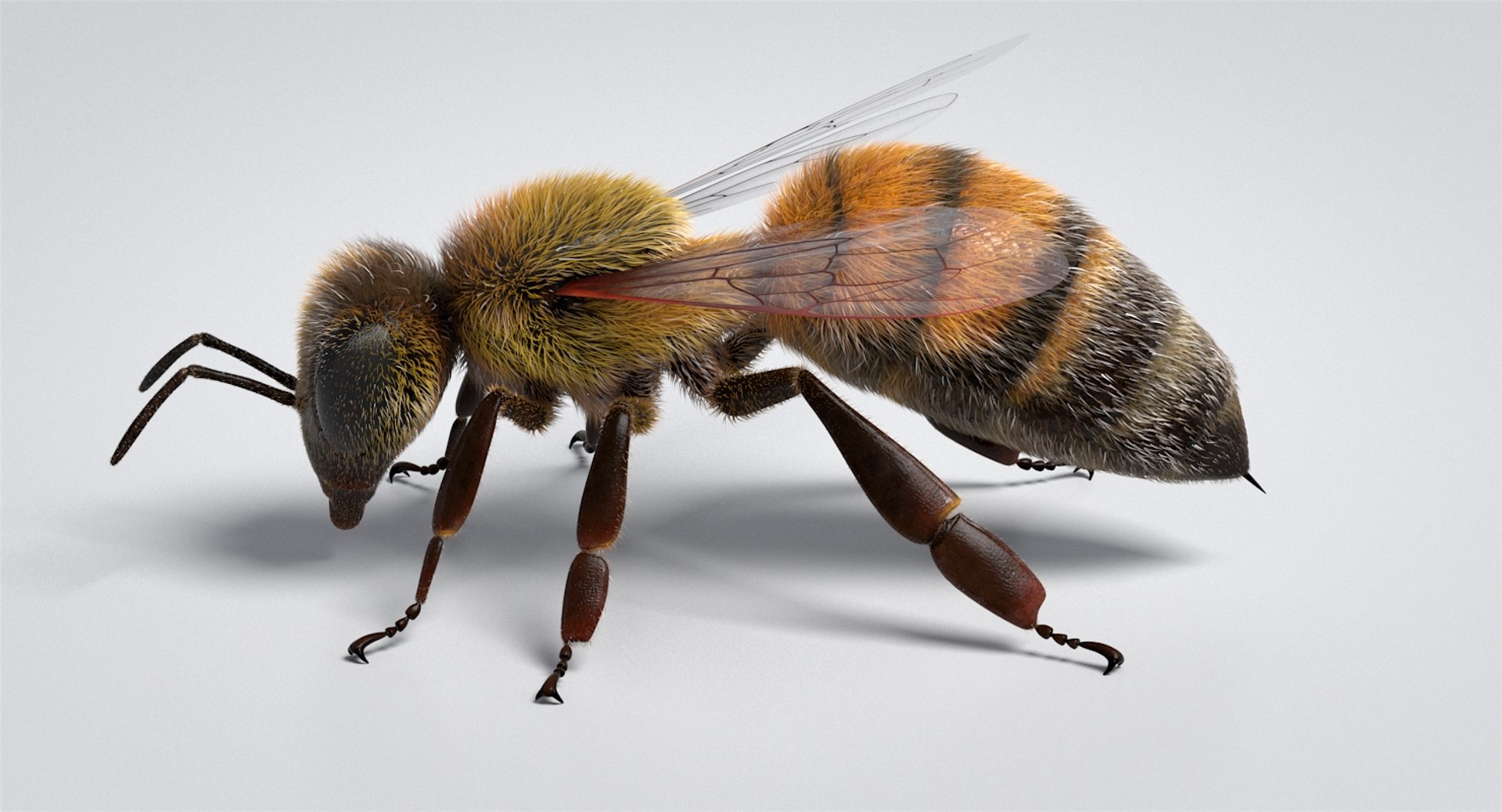 3D Realistic Bee Real - TurboSquid 1375206