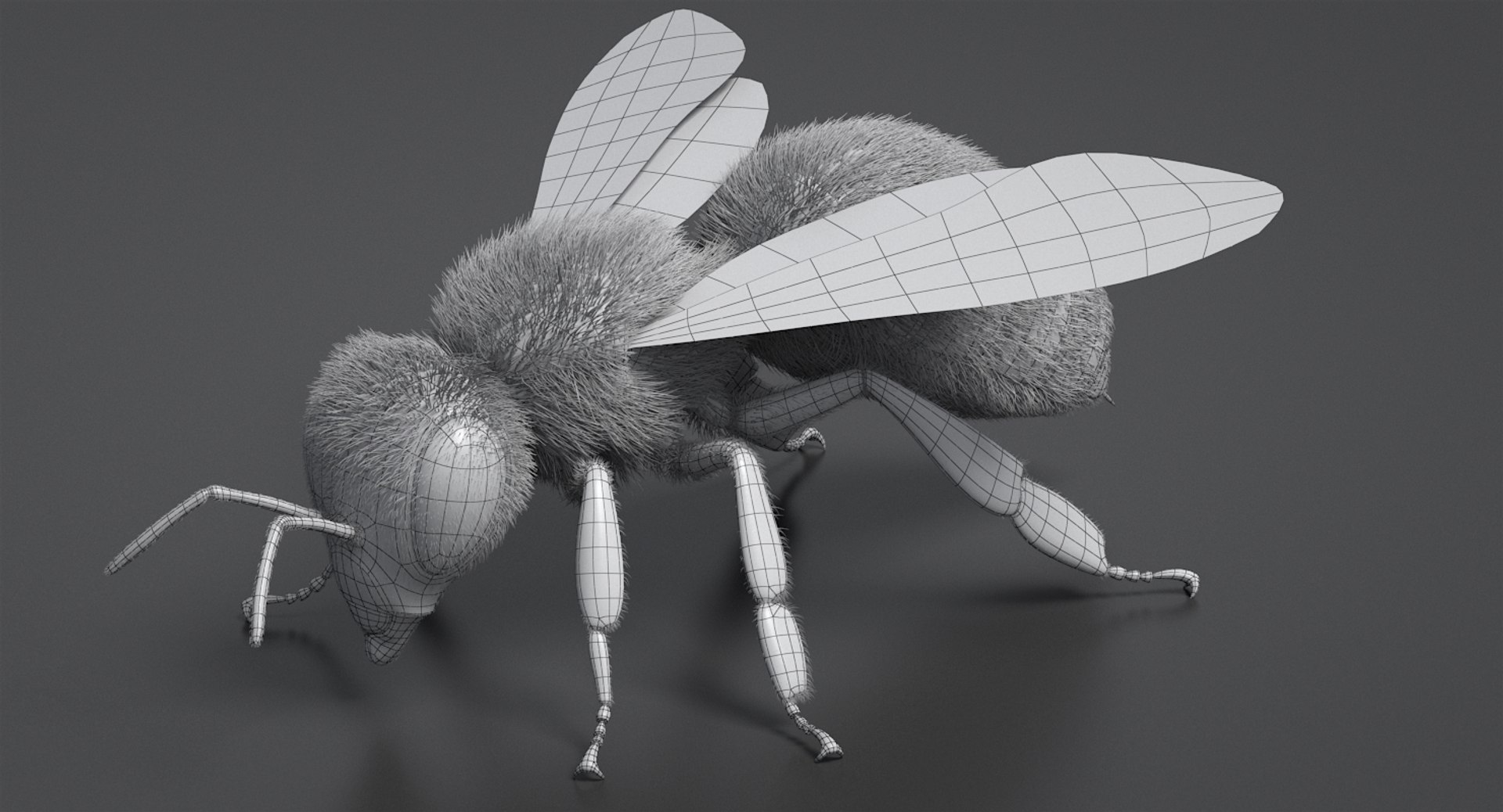 3D Realistic Bee Real - TurboSquid 1375206